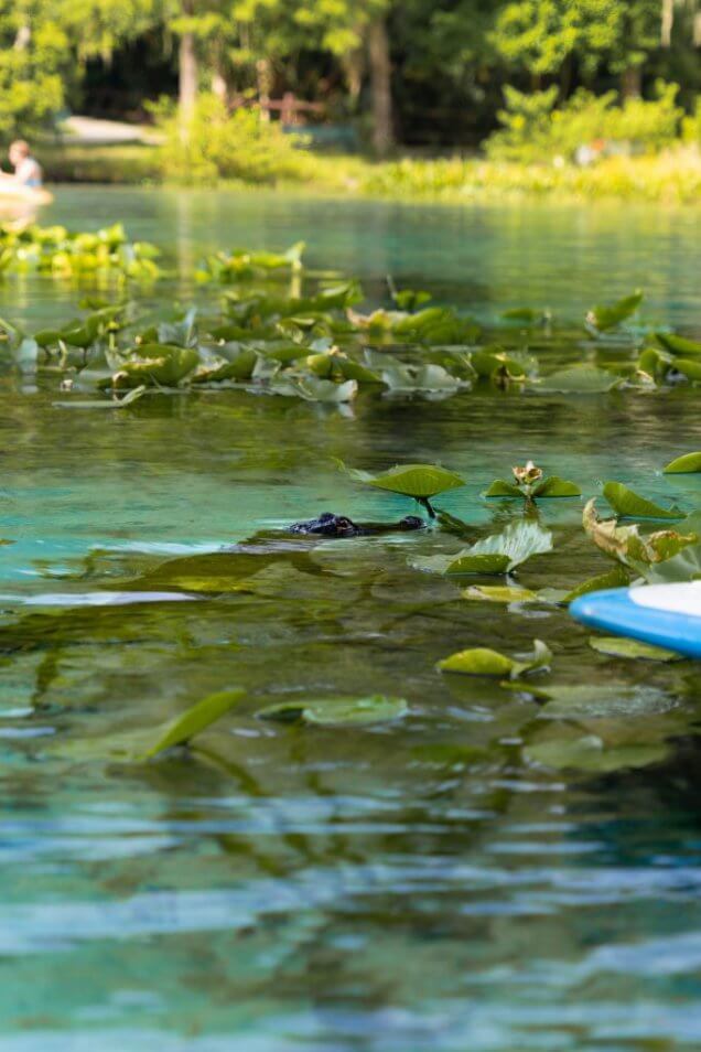 An insider’s Guide to Alexander Springs – Visit Lake – Lake County, FL ...